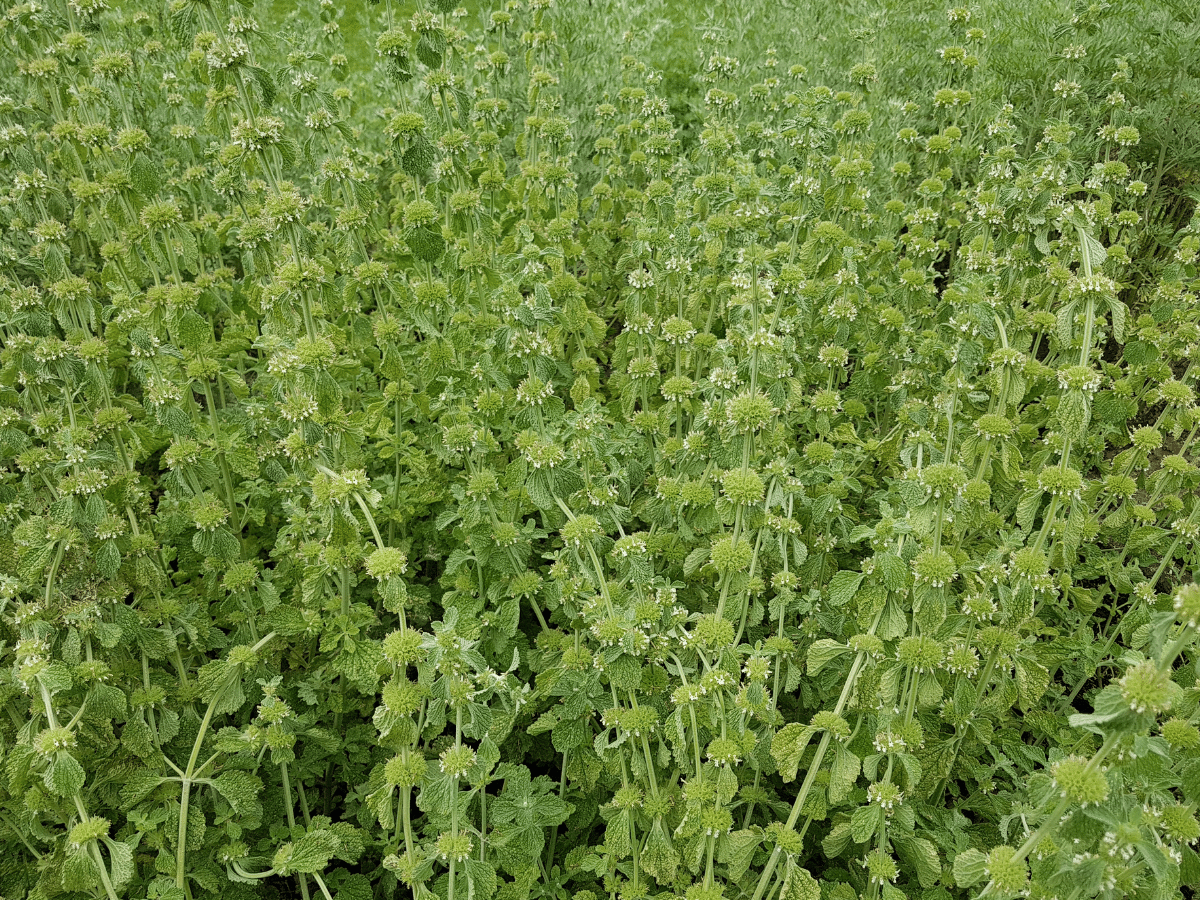 Szanta zwyczajna - Marrubium vulgare - Pro-farm.pl